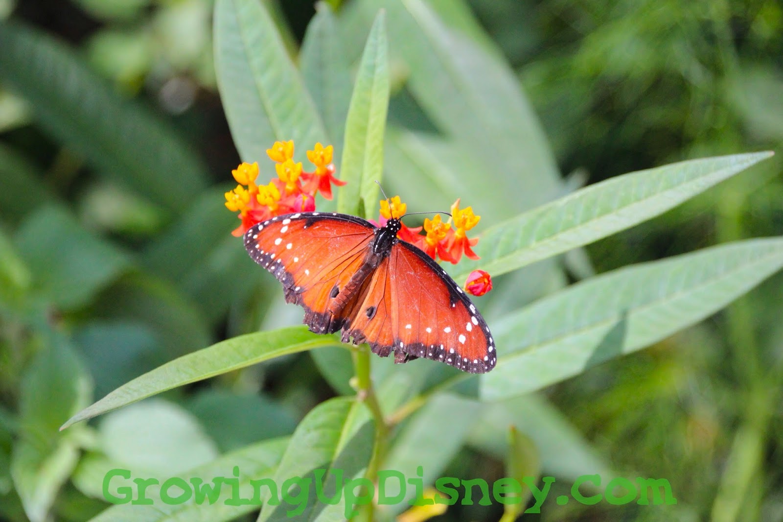 Growing Up Disney: Five Photos: Tinker Bell's Butterfly House