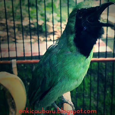 Cara beternak Cucak ijo yang benar agar bisa produk - On Kicau Baru