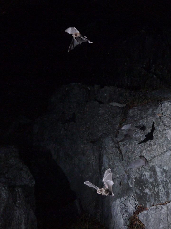 Amy and Trevor's blog: Bent wing Micro Bats