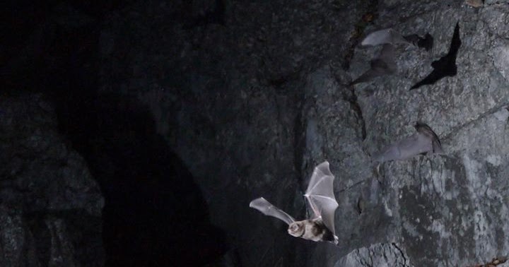 Amy and Trevor's blog: Bent wing Micro Bats