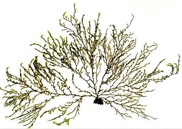 Materi Tertayang Penyuluhan Perikanan: JENI - JENIS RUMPUT LAUT