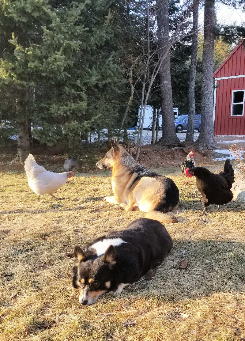 Basic Chicken Etiquette and Training for the Family Dog - Fresh Eggs ...