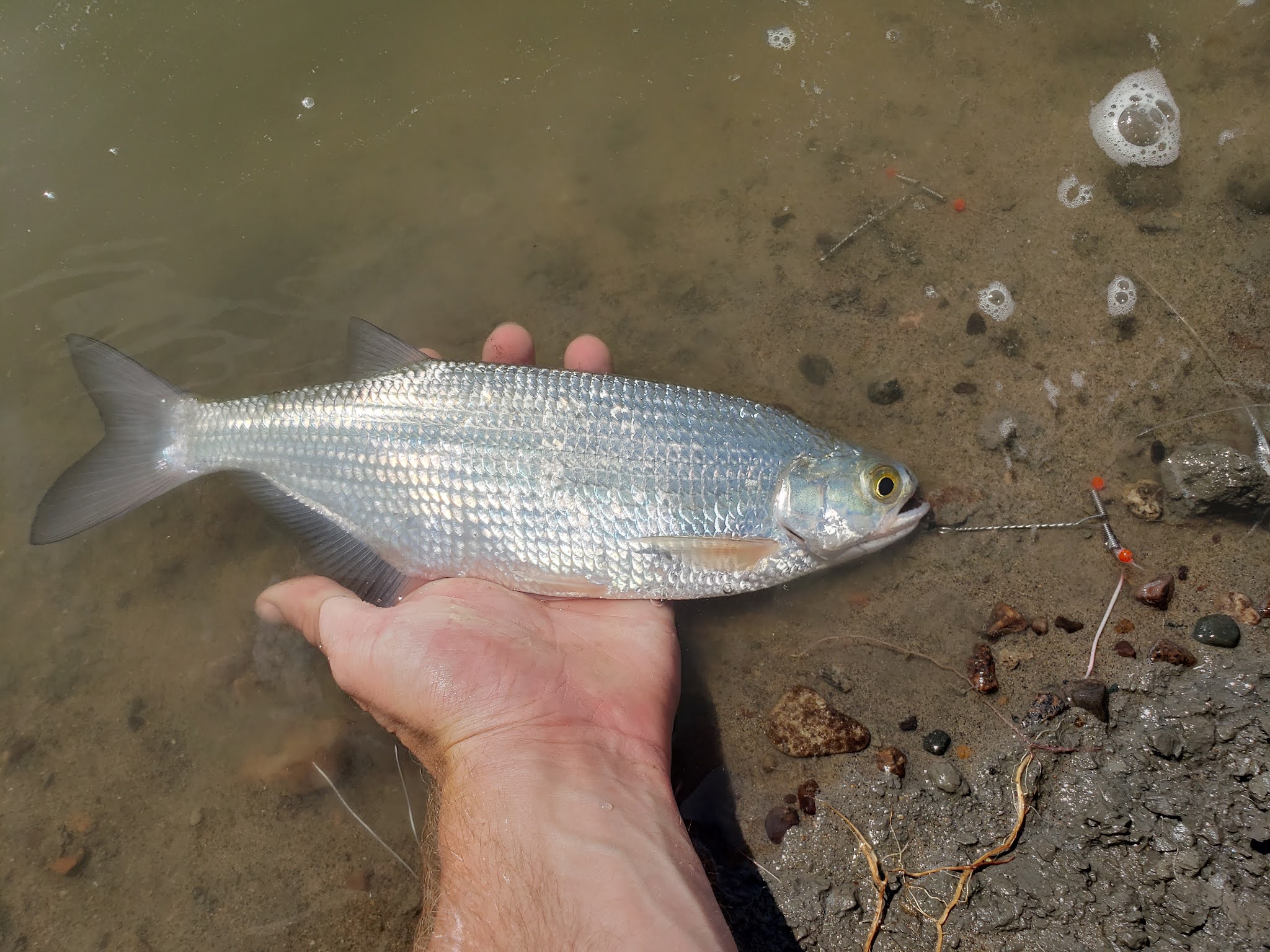 Fish Finding: An Ichthyological Adventure: 2021