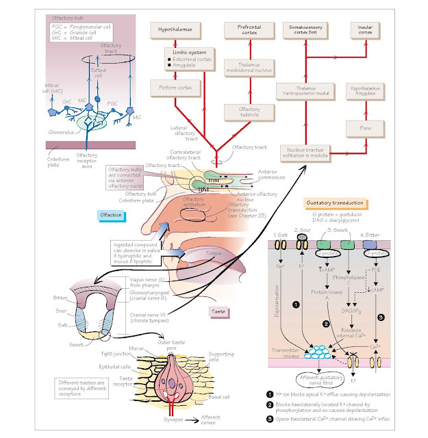 Olfaction And Taste - pediagenosis