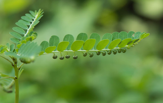 MEDICINAL USES OF PHYLLANTHUS NIRURI