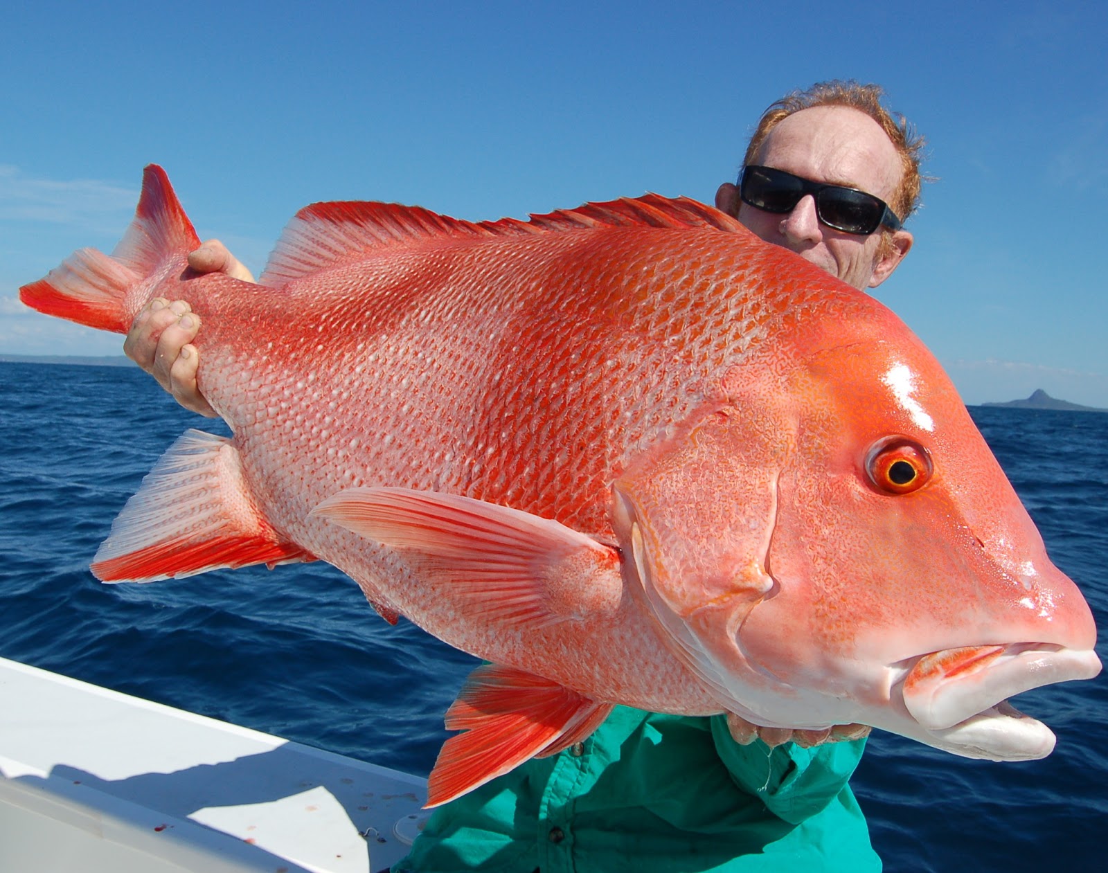 Roiron-Marc: Le vivaneau bourgeois