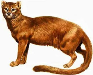 Amo a los gatos: Los Miacis