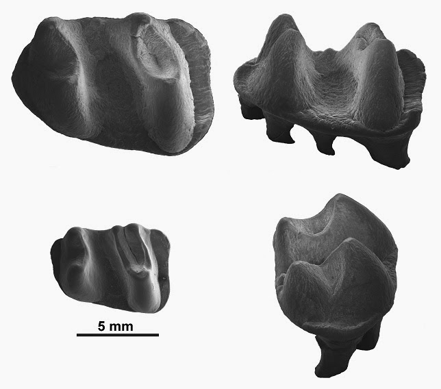 Palaeos, la historia de la Vida en la Tierra: noviembre 2013