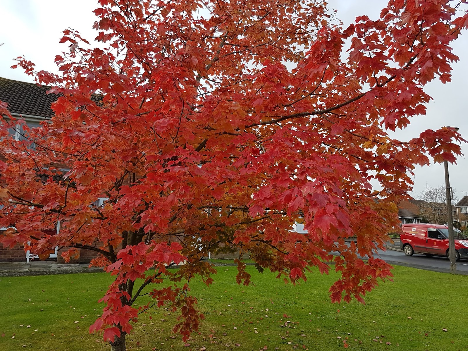 Michael Peverett: Red maple ( Acer rubrum )