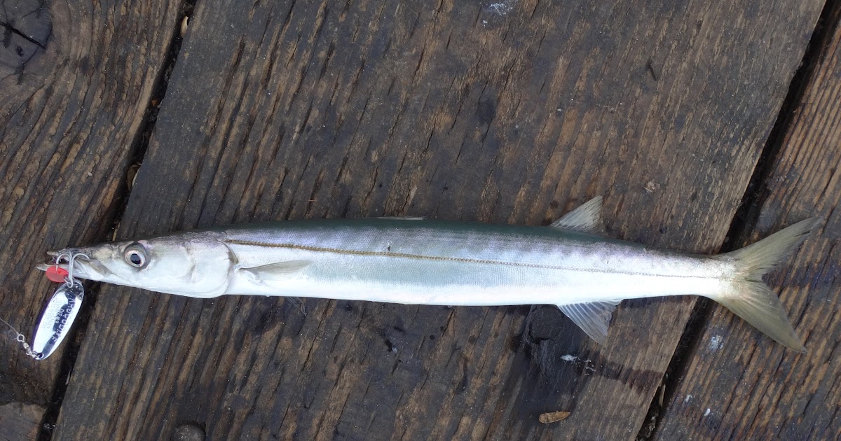 Ben Cantrell's fish species blog: Intro to SoCal pier fishing