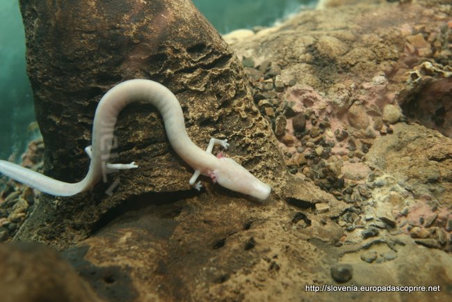 Amici animali: [Scheda] Proteo