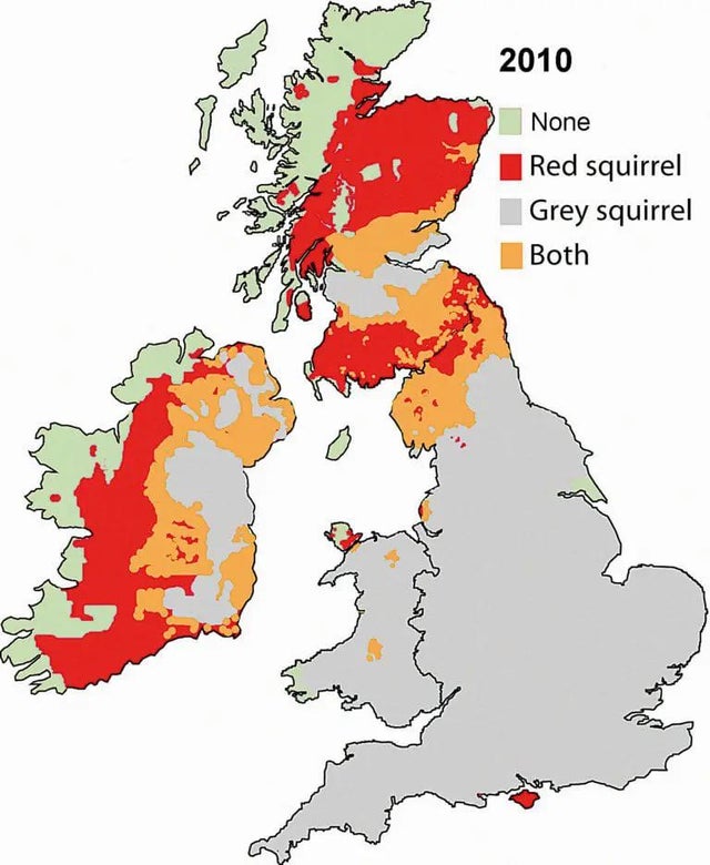 The decline of the Red Squirrel in the British Isles