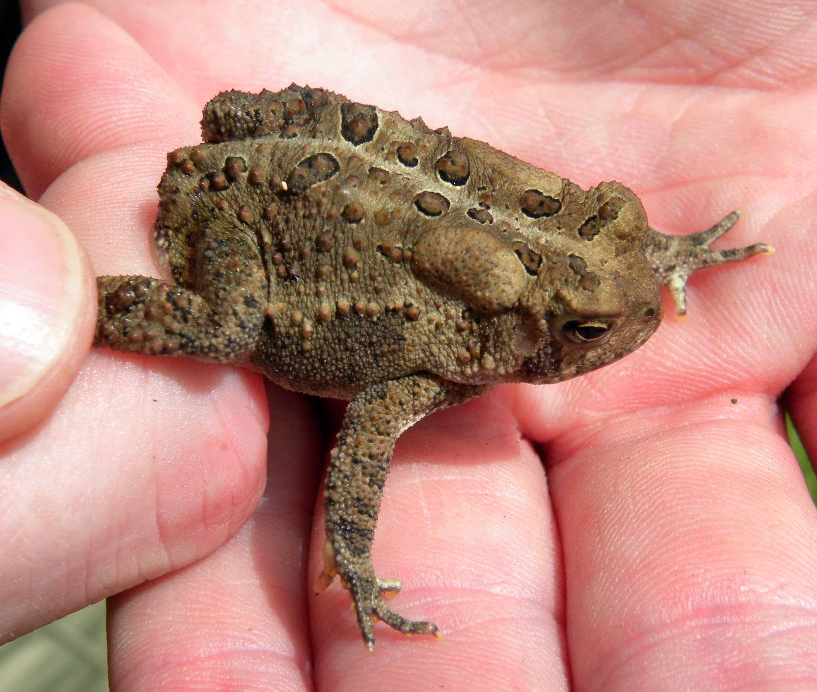 American Toad