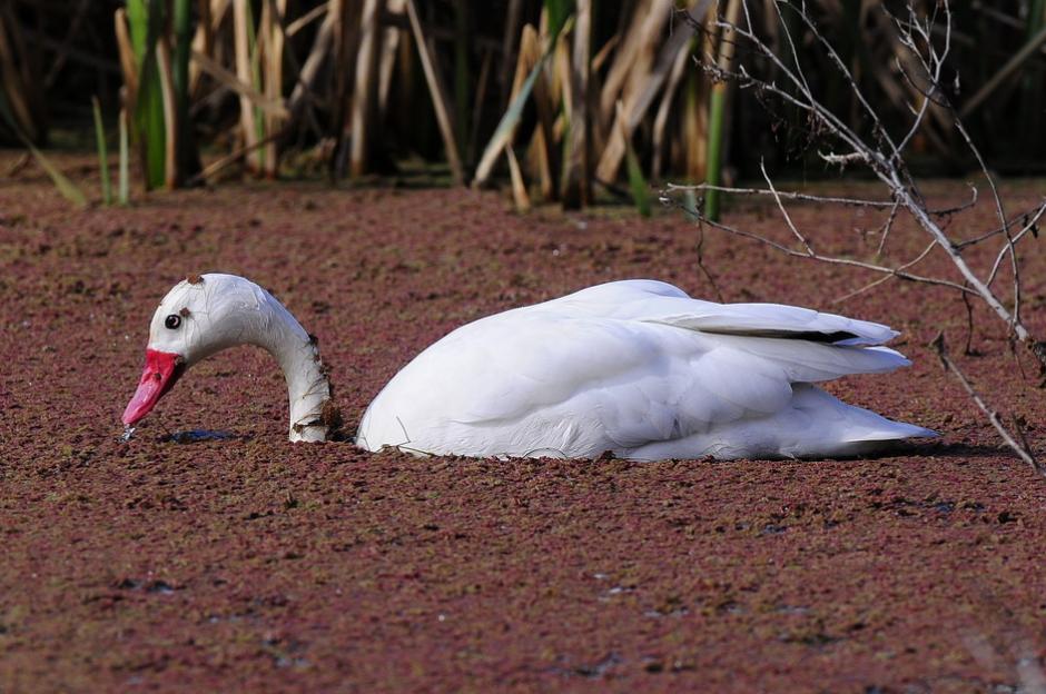 Argentina nativa: Coscoroba (Coscoroba coscoroba)