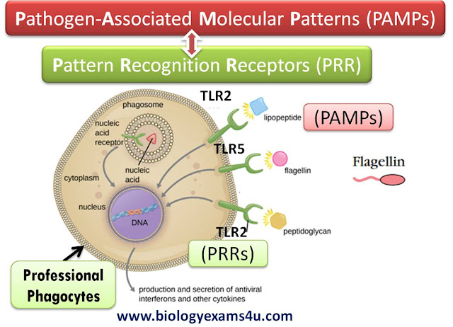 Difference between PAMPs and PRRs (Immunology)