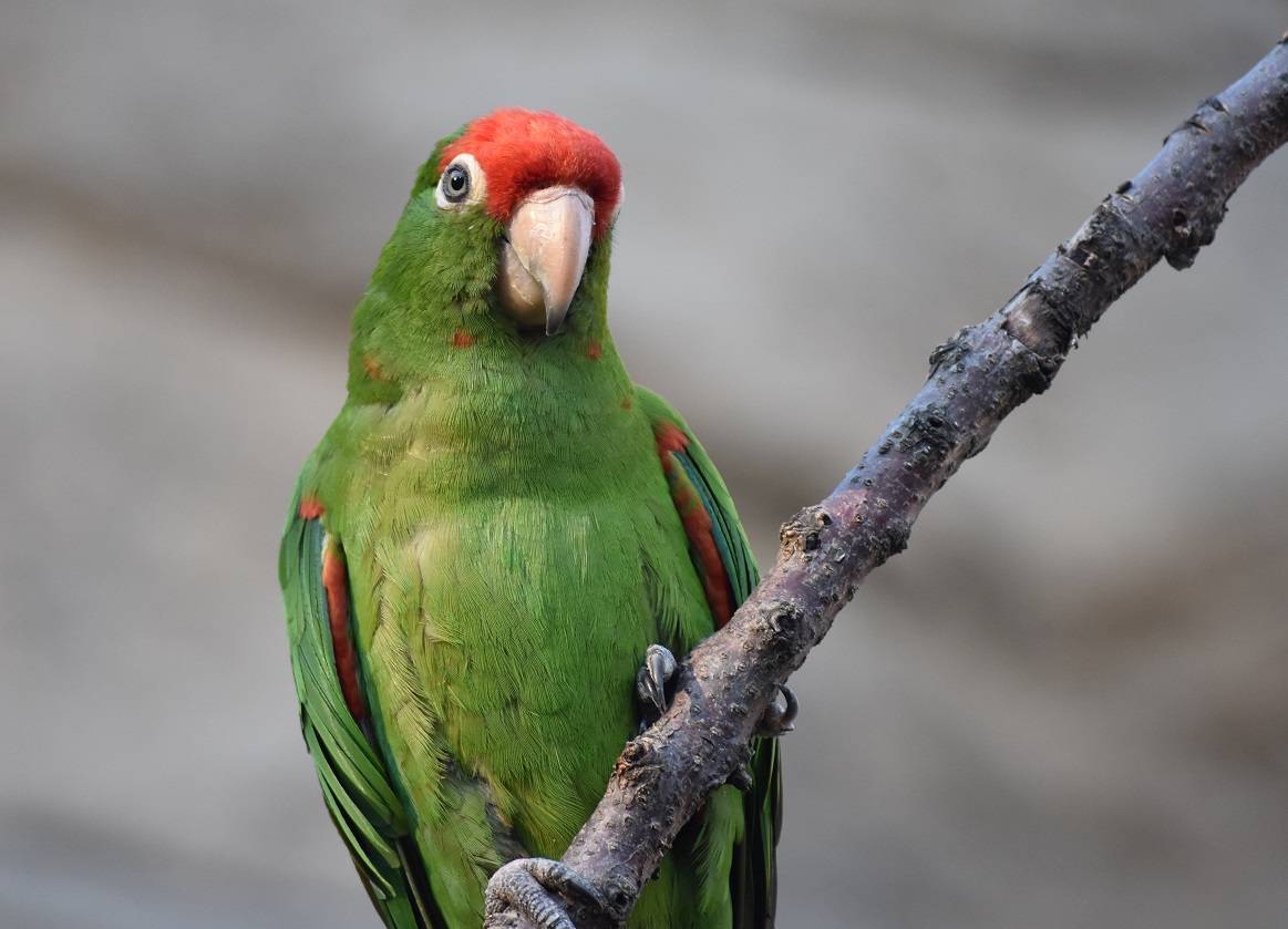 ZOOTOGRAFIANDO (6.100 ANIMALS): PERICO DE FRENTE ESCARLATA / SCARLET ...