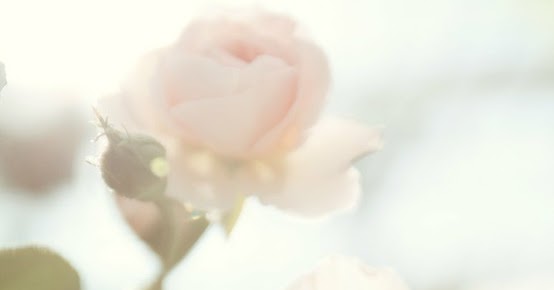 Fleur ∙ Flower ∙ Flor Powder Puff Pink ♥