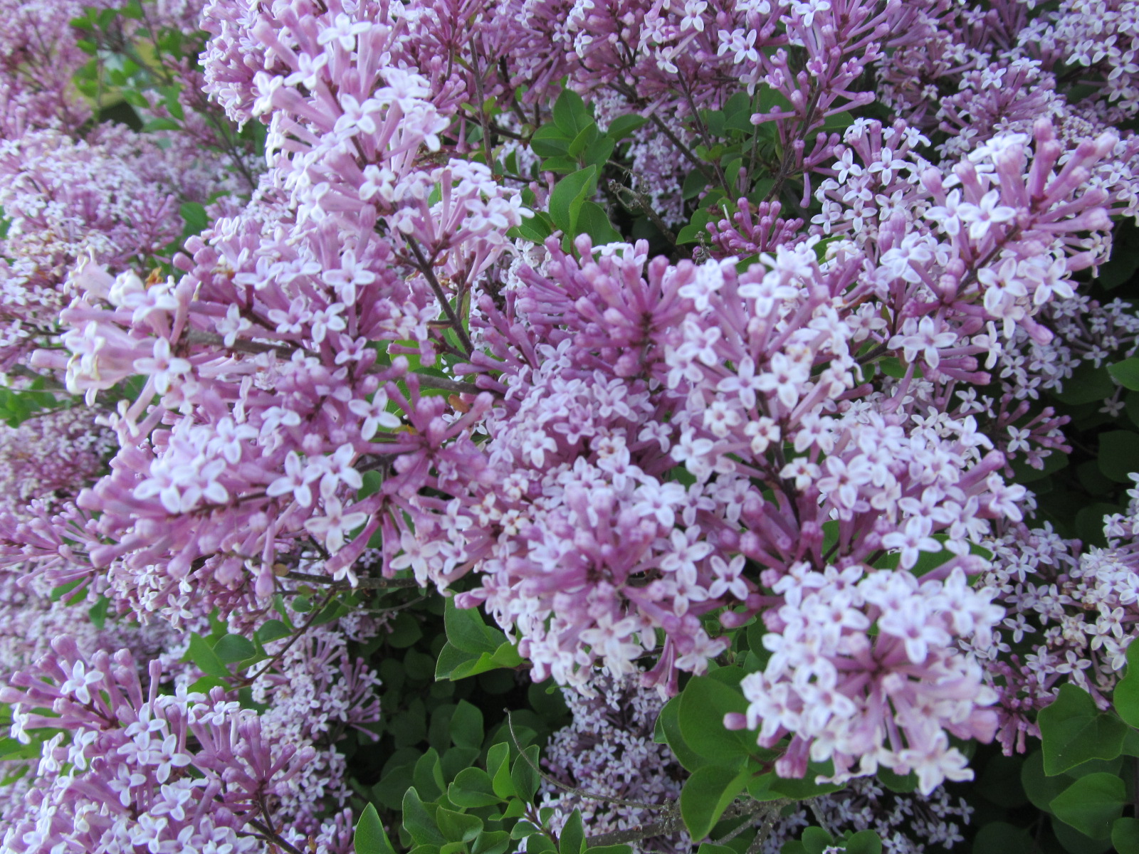 P.E.I. Heritage Buildings: Rogers House at Scales Pond