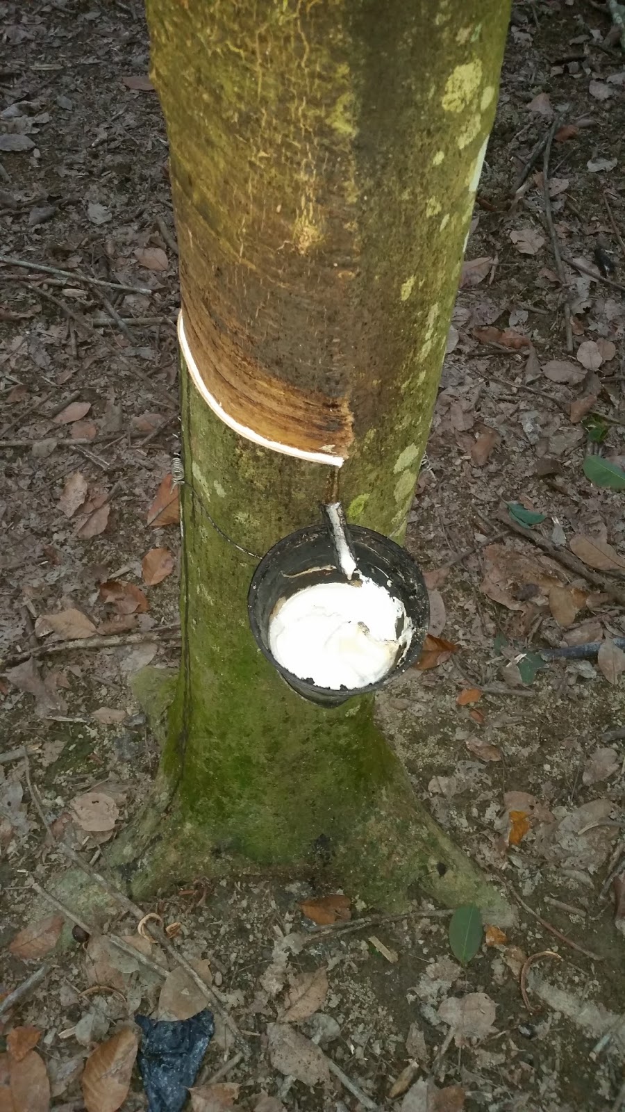 Warisan Petani: Menoreh Pokok Getah.