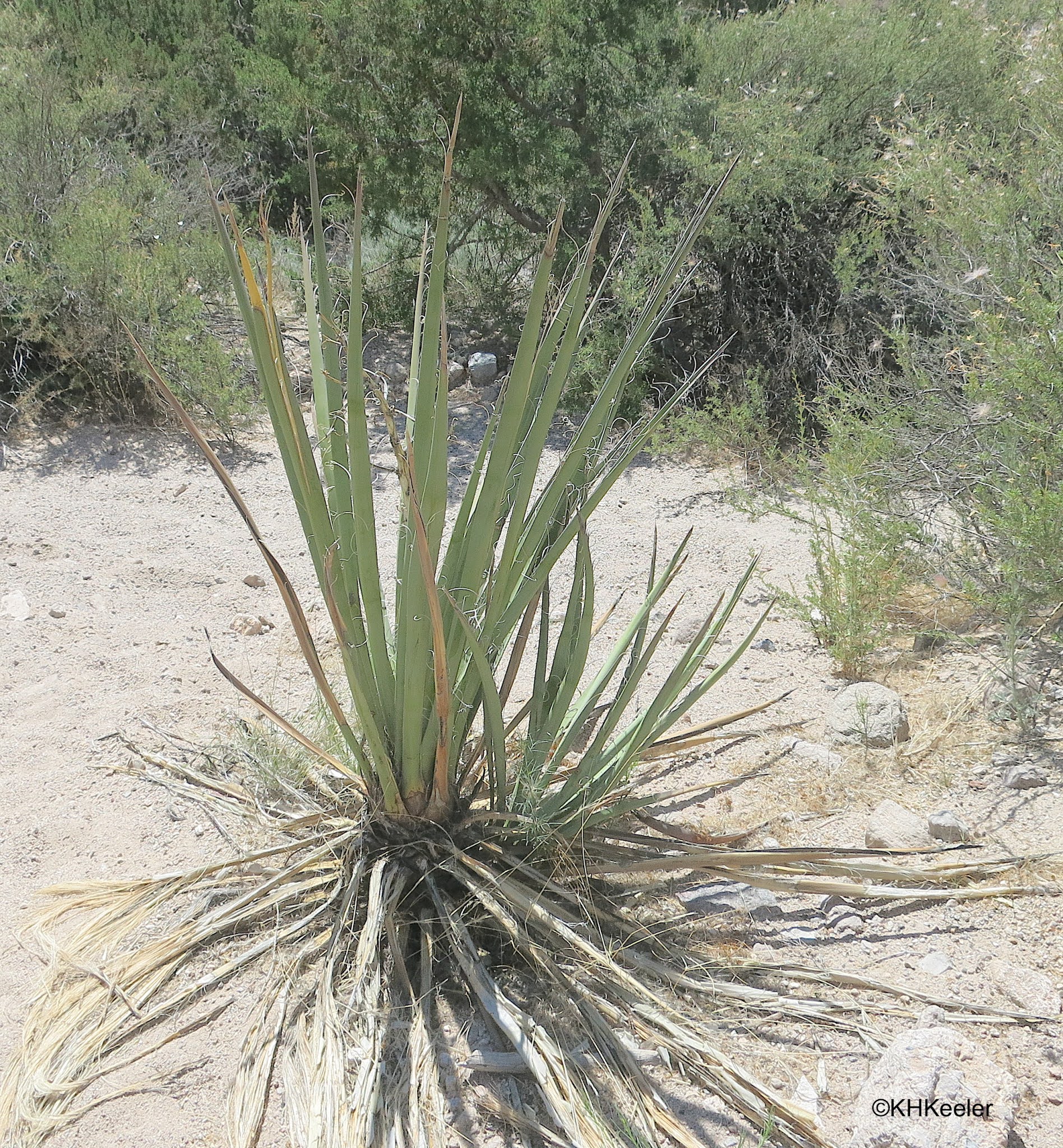 A Wandering Botanist Plant Confusion Yucca And Yuca
