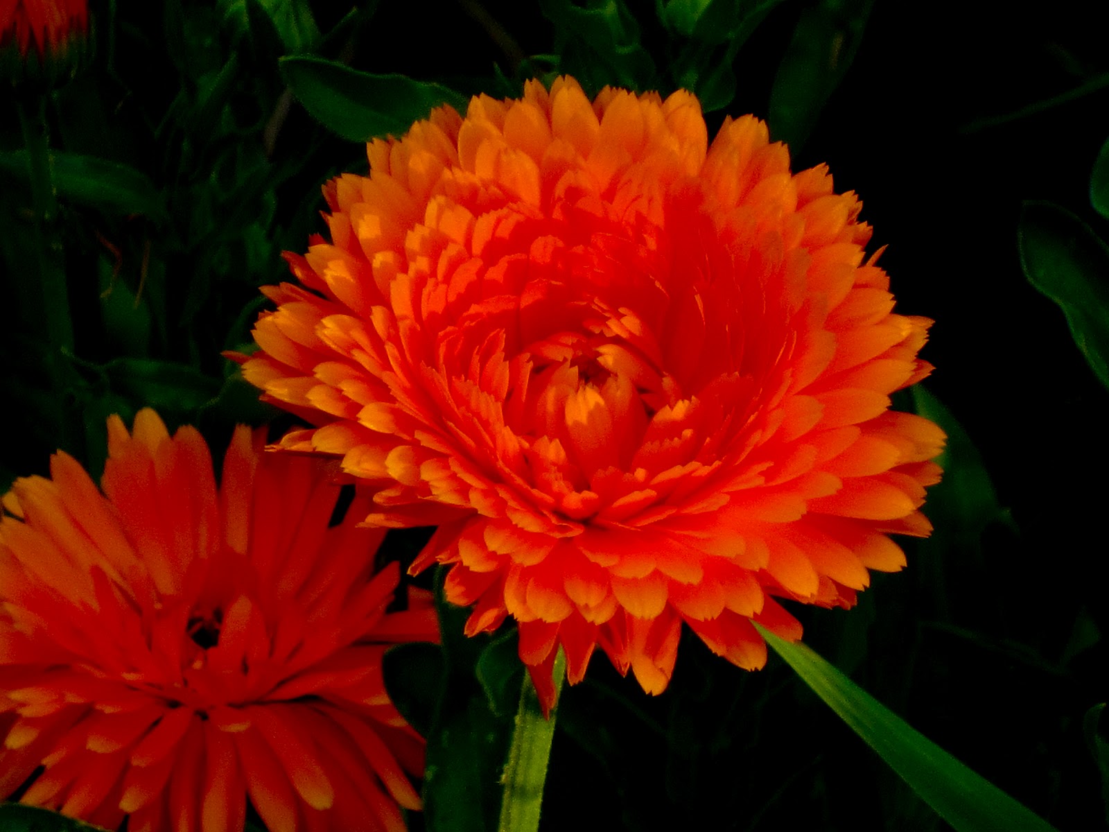 Thom Zehrfeld Photography : Cool Flower Pictures