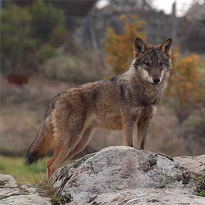 Naturaleza: Lobos ibéricos