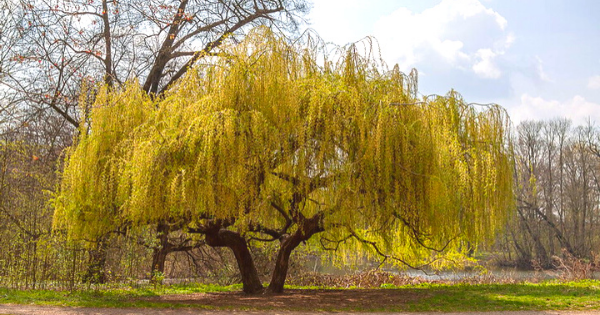 Ciri Ciri Pohon Dedalu Tangis (Salix babylonica) Di Alam Liar ...