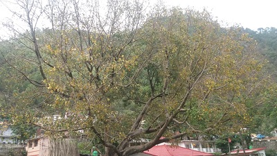 पीपल का वृक्ष (Peepal tree)