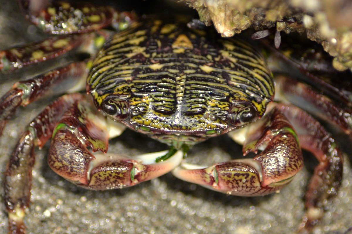 Woods Walks and Wildlife: July 2015