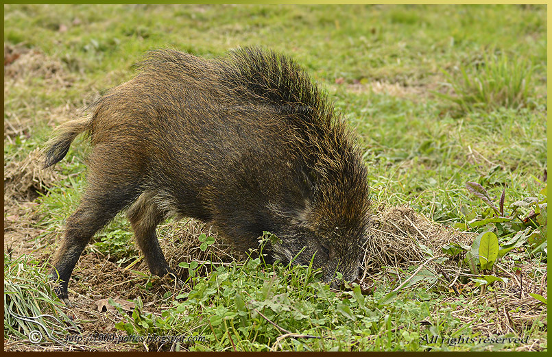 WILDLIFE GATEWAY: Le Sanglier 01