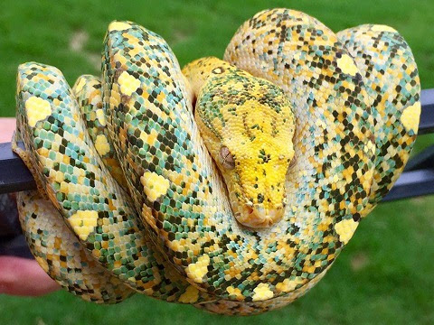 12 most beautiful snakes in the world - Reptilenesia – reptilenesia