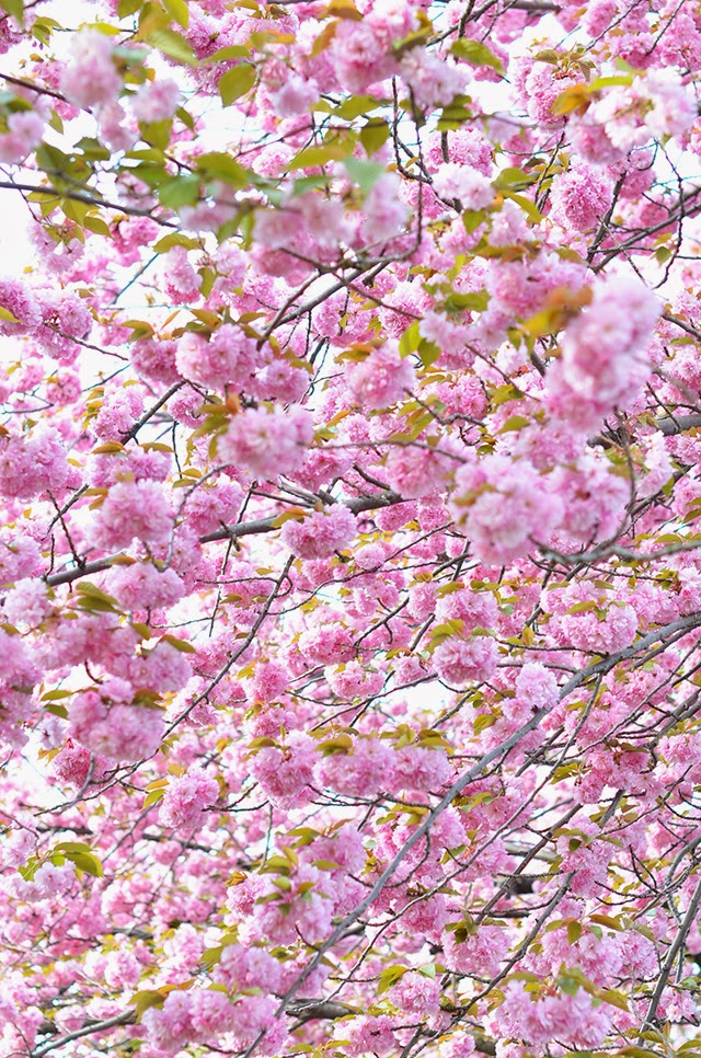 Heart of Gold: Cherry Blossom Wonder