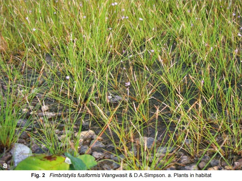 Species New to Science: [Botany • 2017] Fimbristylis fusiformis ...