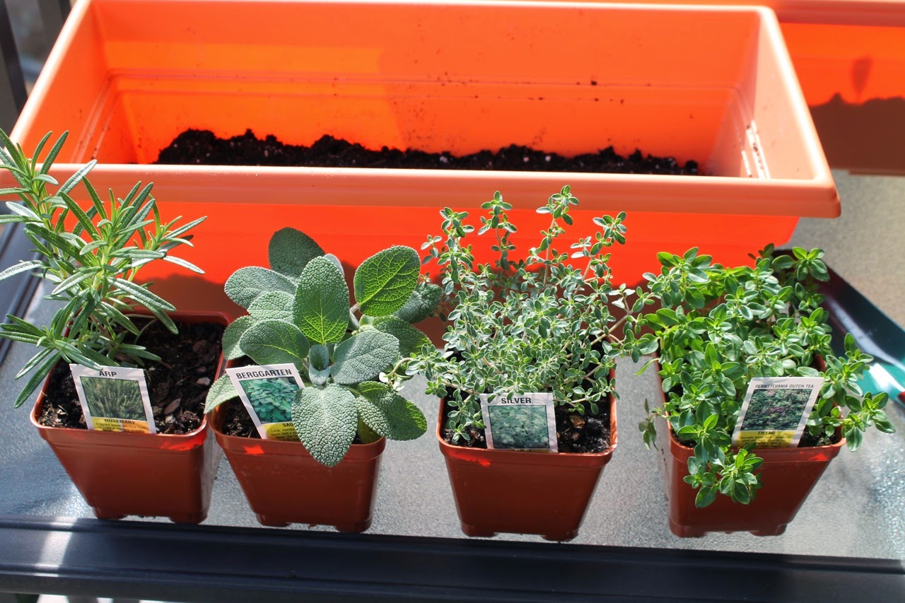 Cook In / Dine Out: Growing an Herb(an) Garden