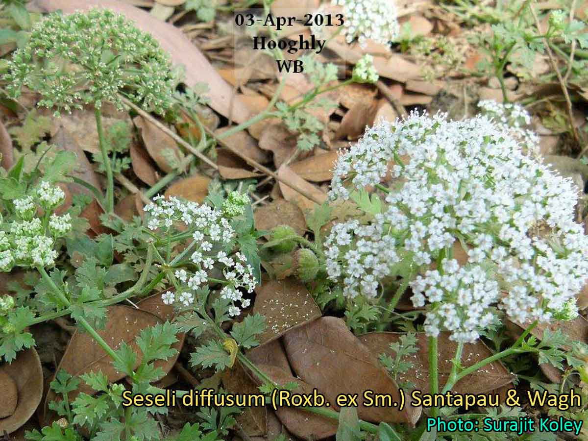 Medicinal Plants: Seseli diffusum