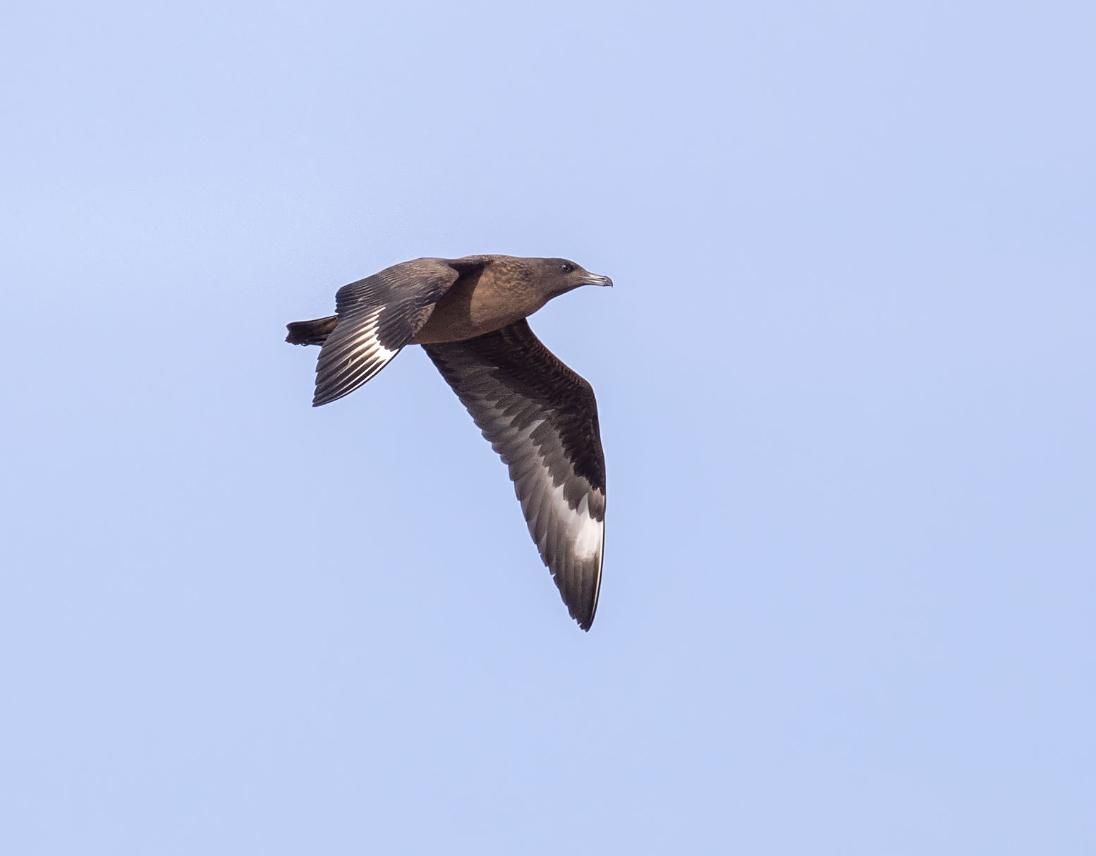 pewit: juvenile Bonxie / Great Skua