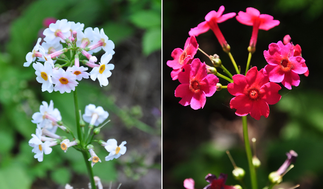 Three Dogs in a Garden: A Visit to Duff & Donna's Garden in June
