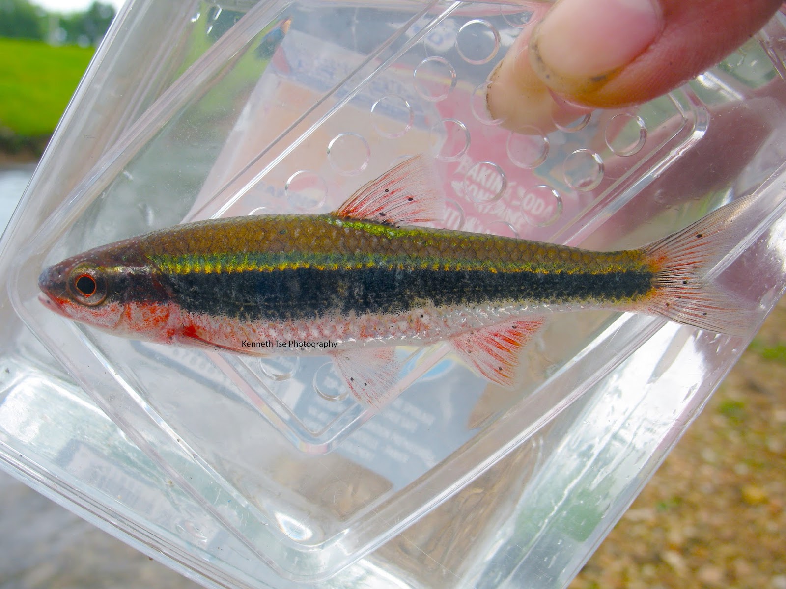 MuskieBait Adventures: 2016 US Midwest (Day 3)