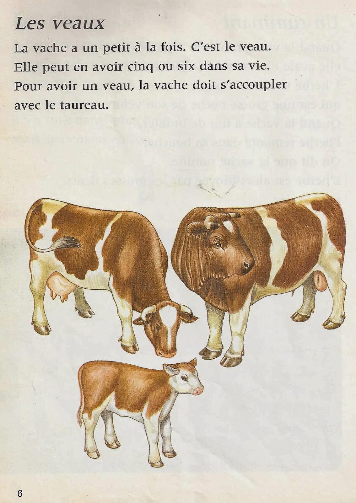 Leçons de choses: La vache