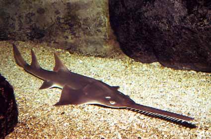 ZA FISH ACTION: Freshwater Sawfish (Pristis microdon), Ikan Gergaji Air ...