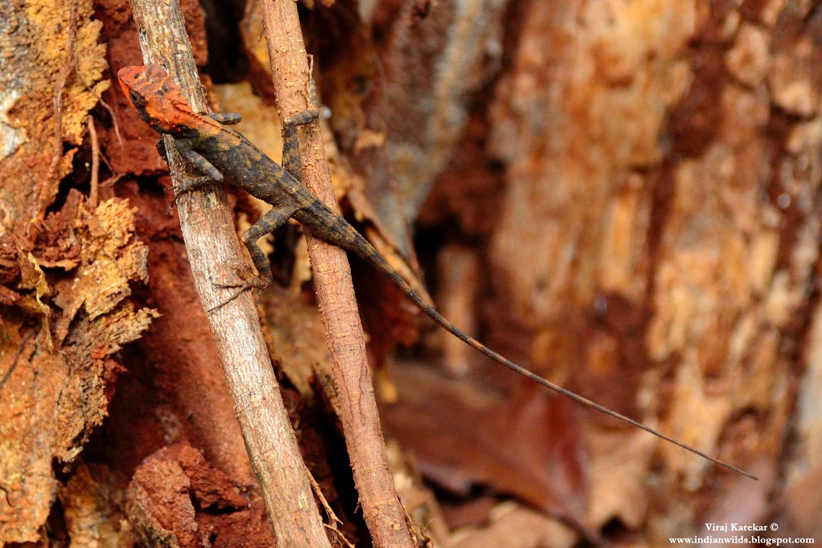 Viraj Karekar's Nature and Wildlife Photography: The Magical Western ...