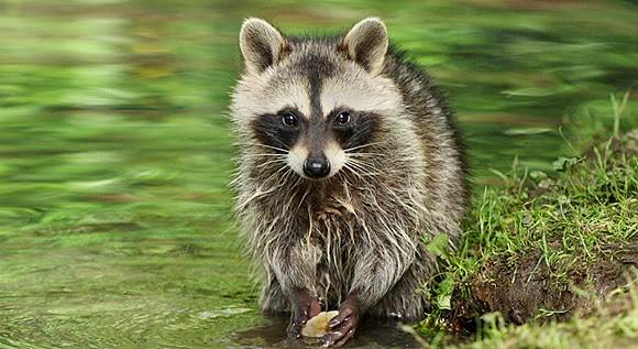 Planeta 3: Conozcamos al Tierno y Simpático Mapache