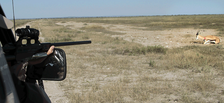 Obat Bius yang Cocok untuk Sapi Dan Kerbau Liar - Senapan Bius