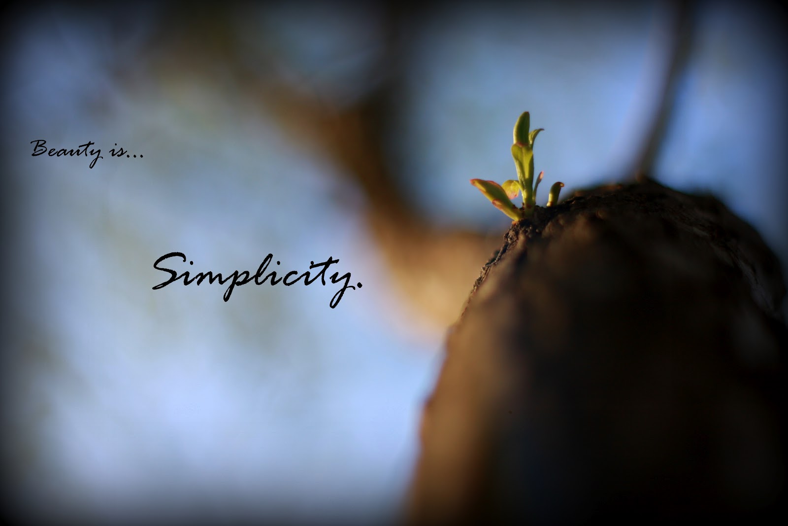 Captivated . . .: Beauty is. . . Simplicity