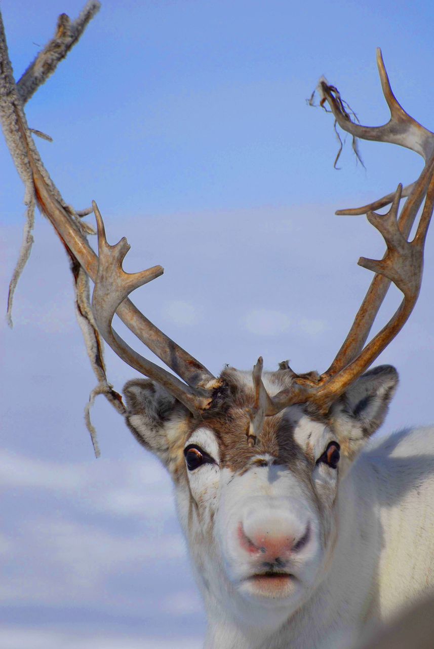 Scientists Search For Rudolph s Red Nose And Other Great Stories Scientists Search For Rudolph s Red Nose And Other Great Stories