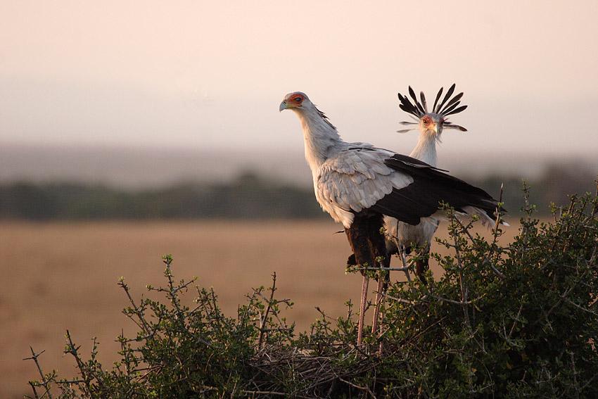 Secretarybird | The Life of Animals
