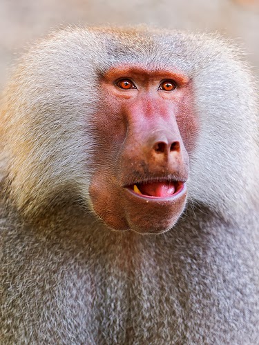 baboon pictures on trees, all wallpapers for computer desktop, monkeys ...