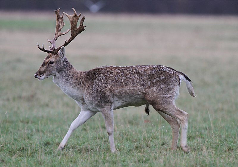 Murfs Wildlife : Fallow Deer