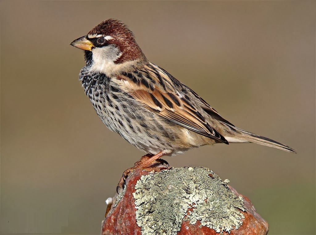 El cabo de las aves.: Gorriones... ¿Sabrías diferenciarlos?