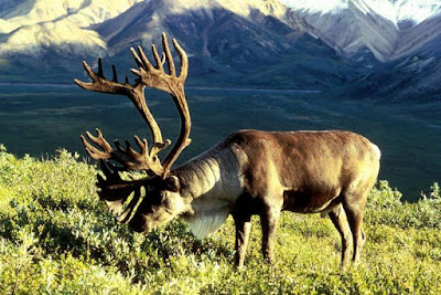 Extirpated Animals of PEI